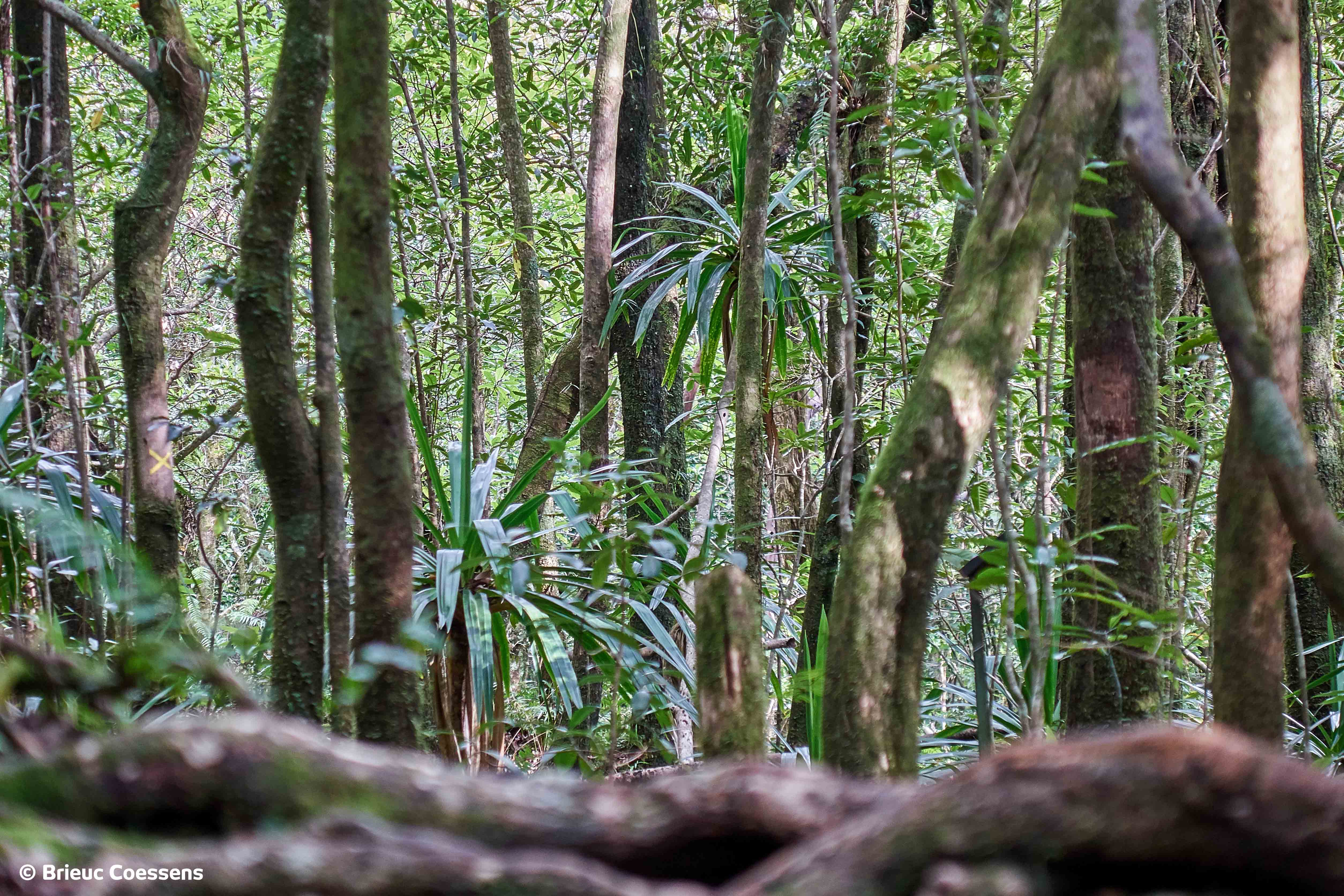 La forêt de Mare Longue - Offices de tourisme du Sud de l'île de La Réunion